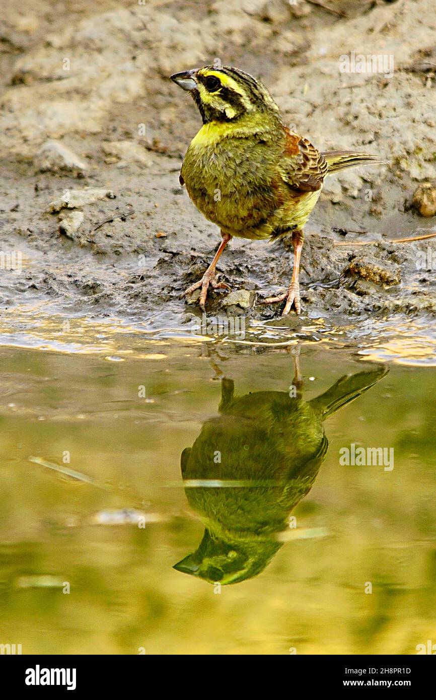Emberiza cirlus - El escribano soteno o es un ave passeriforme de la ...