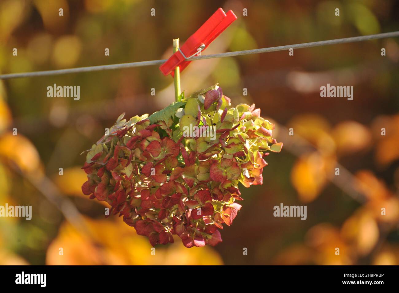 Catchy composition hi-res stock photography and images - Alamy