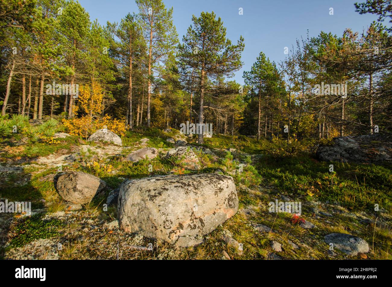 Large granite boulders pine hi-res stock photography and images - Alamy