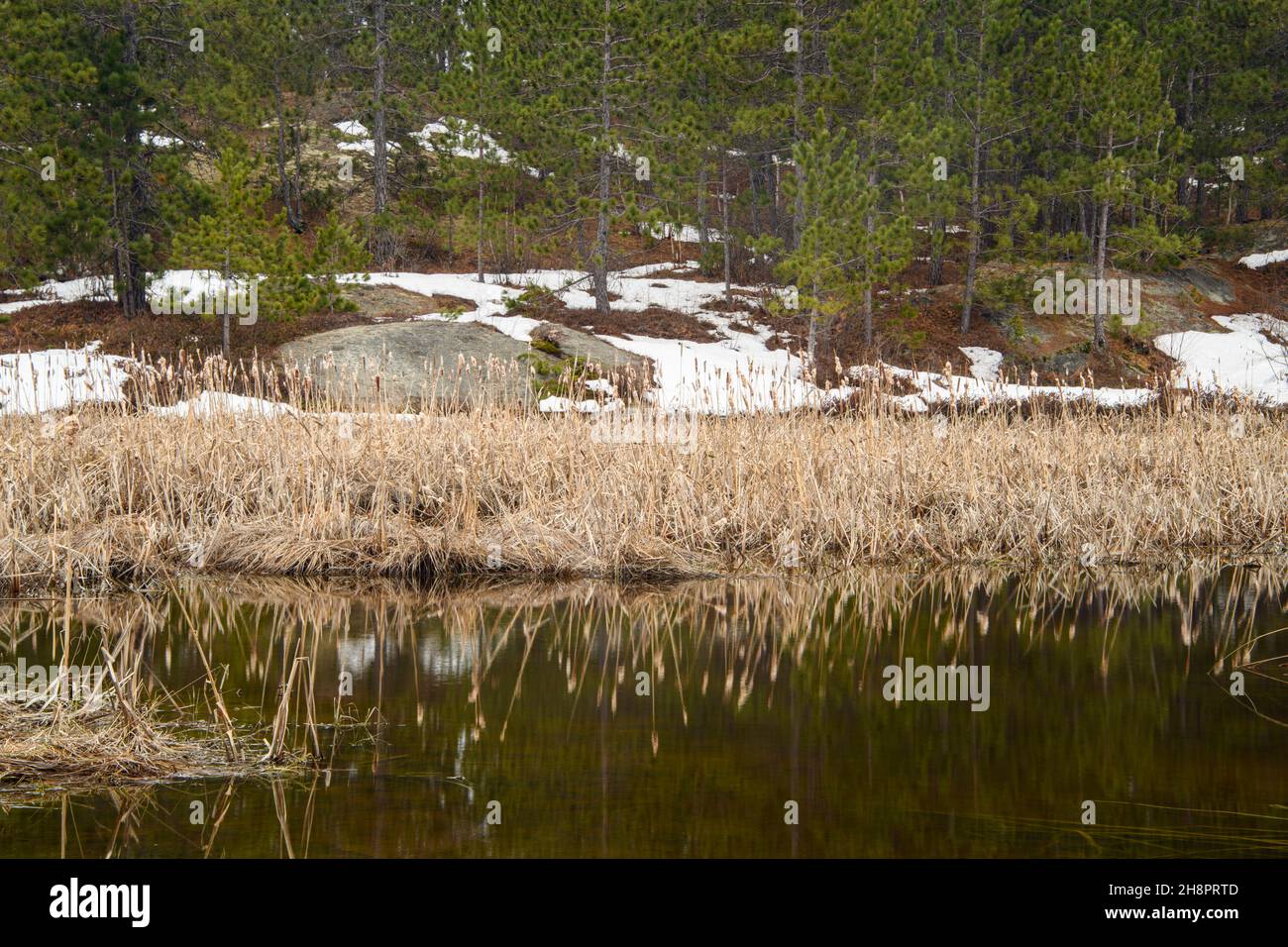 Early spring wetland, Greater Sudbury, Ontario, Canada Stock Photo - Alamy