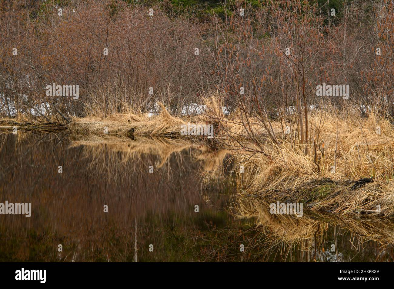 Early spring wetland, Greater Sudbury, Ontario, Canada Stock Photo - Alamy