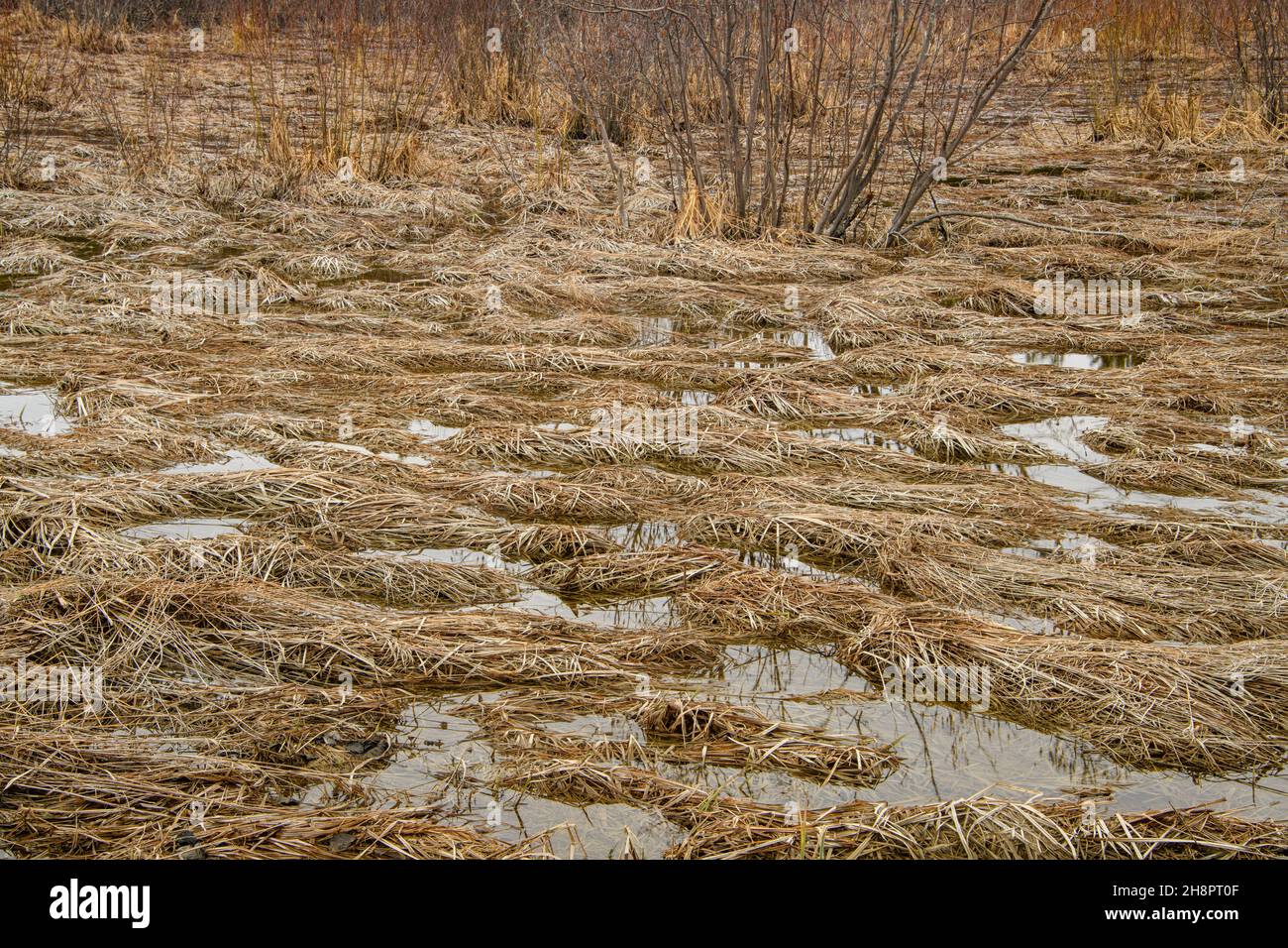Early spring wetland, Greater Sudbury, Ontario, Canada Stock Photo - Alamy