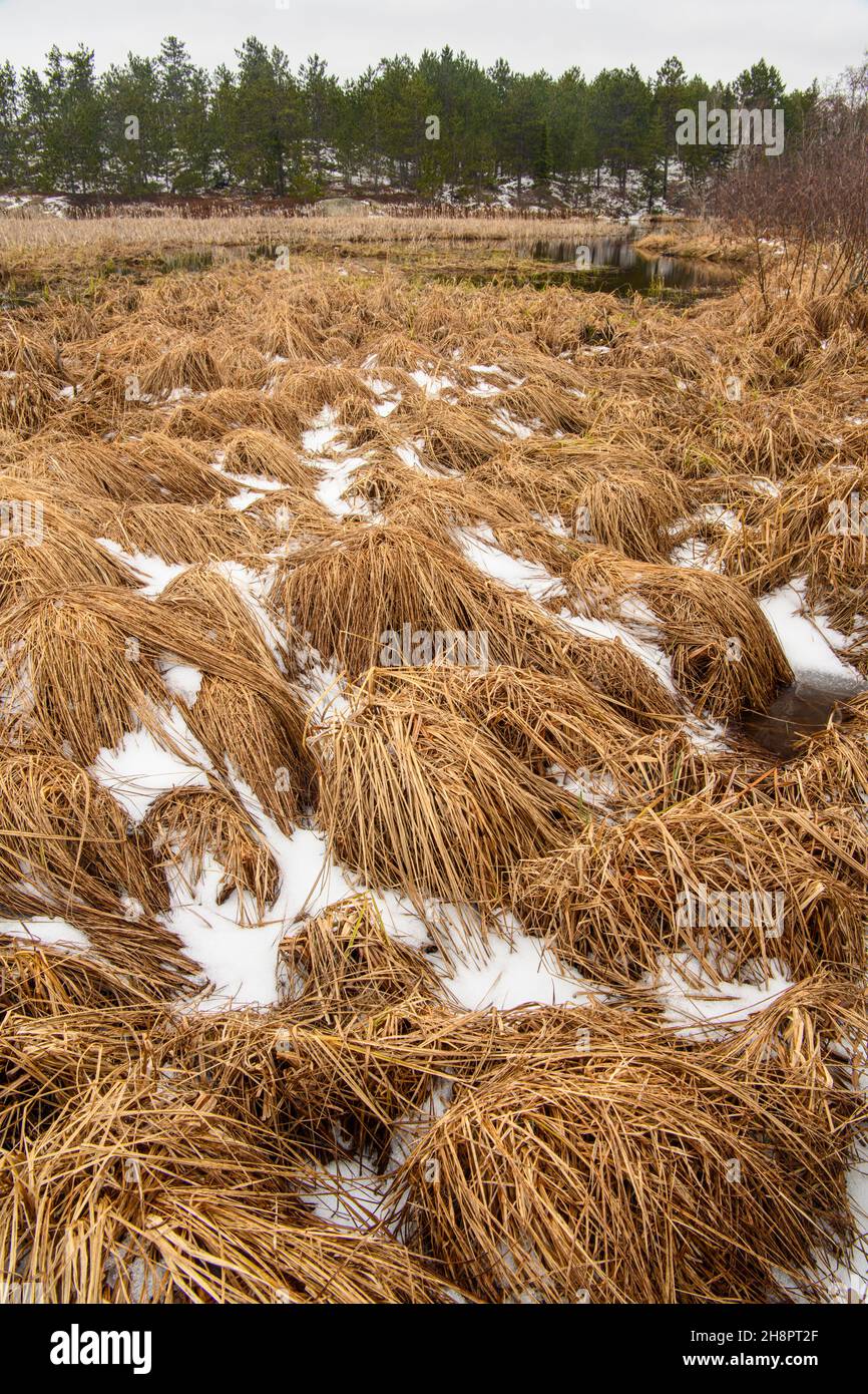 Beaver pond in early spring, Greater Sudbury, Ontario, Canada Stock ...