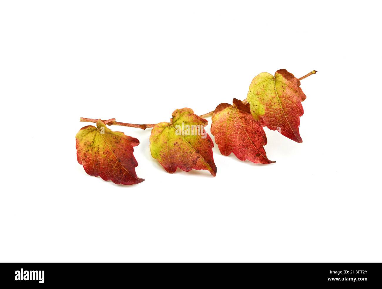 falling autumn foliage on white background, isolated colorful fall leaf ...