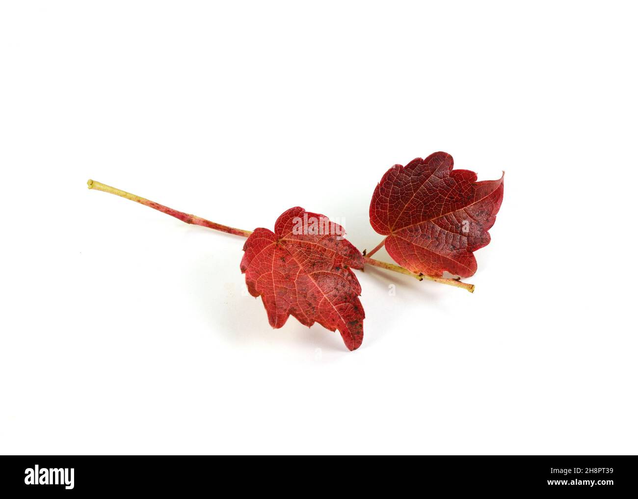 falling autumn foliage on white background, isolated colorful fall leaf ...