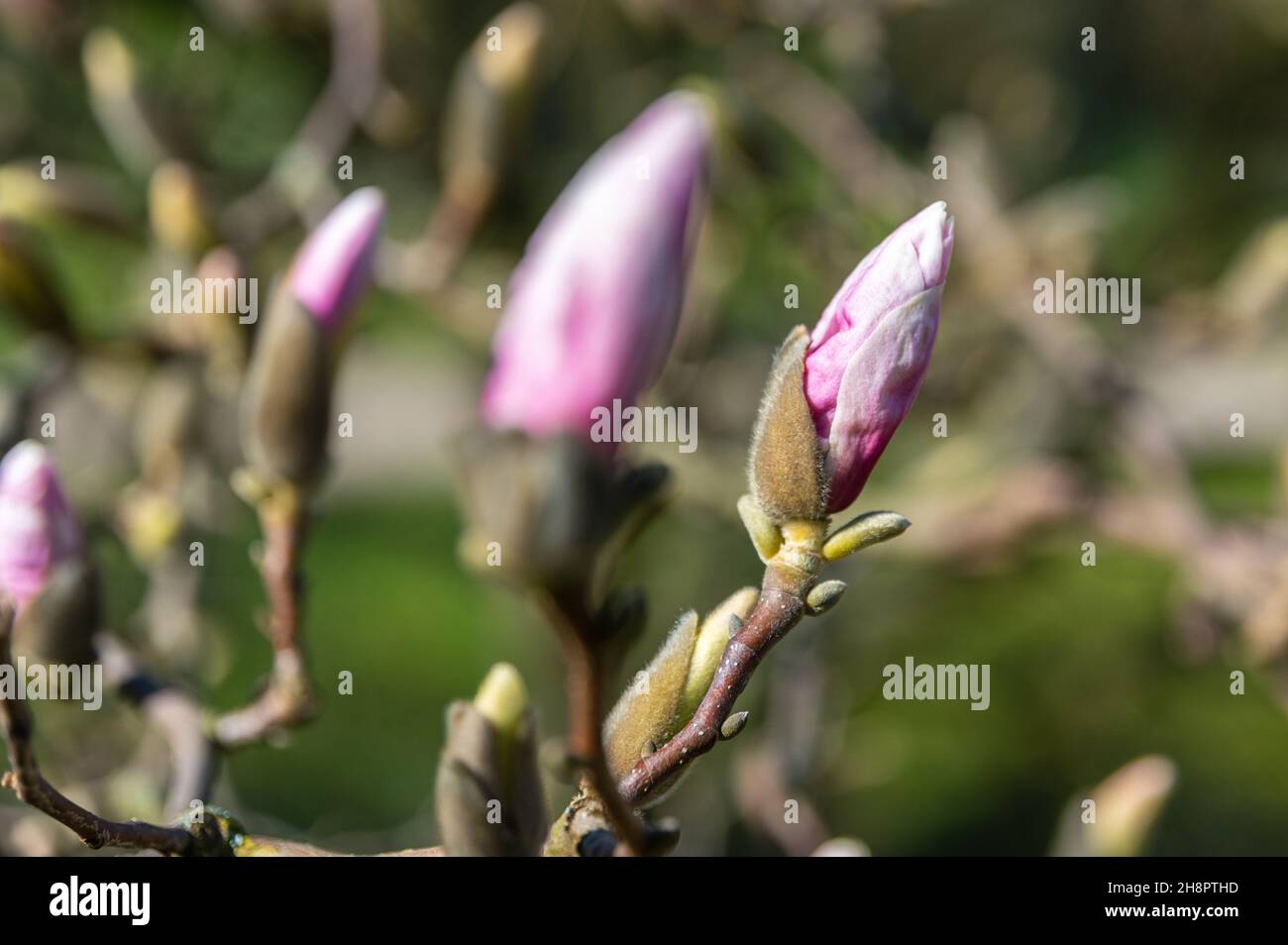 Rising young fresh plant hi-res stock photography and images - Alamy