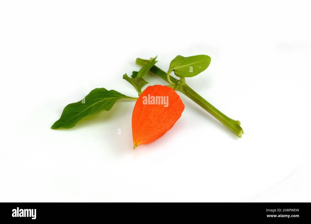 Physalis fruit isolated on white background. Judenkirsche. Plloncino ...