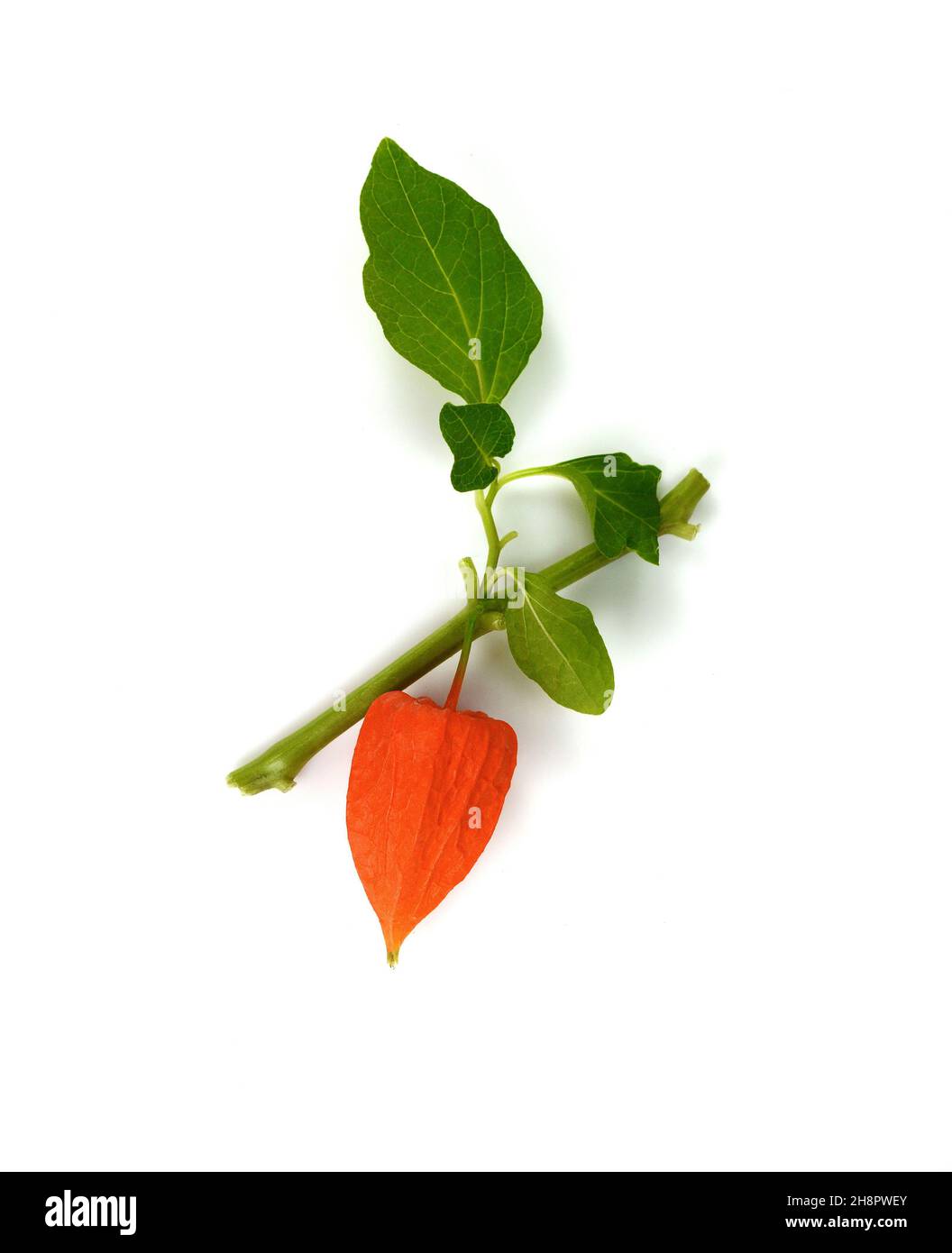 Physalis fruit isolated on white background. Judenkirsche. Plloncino ...