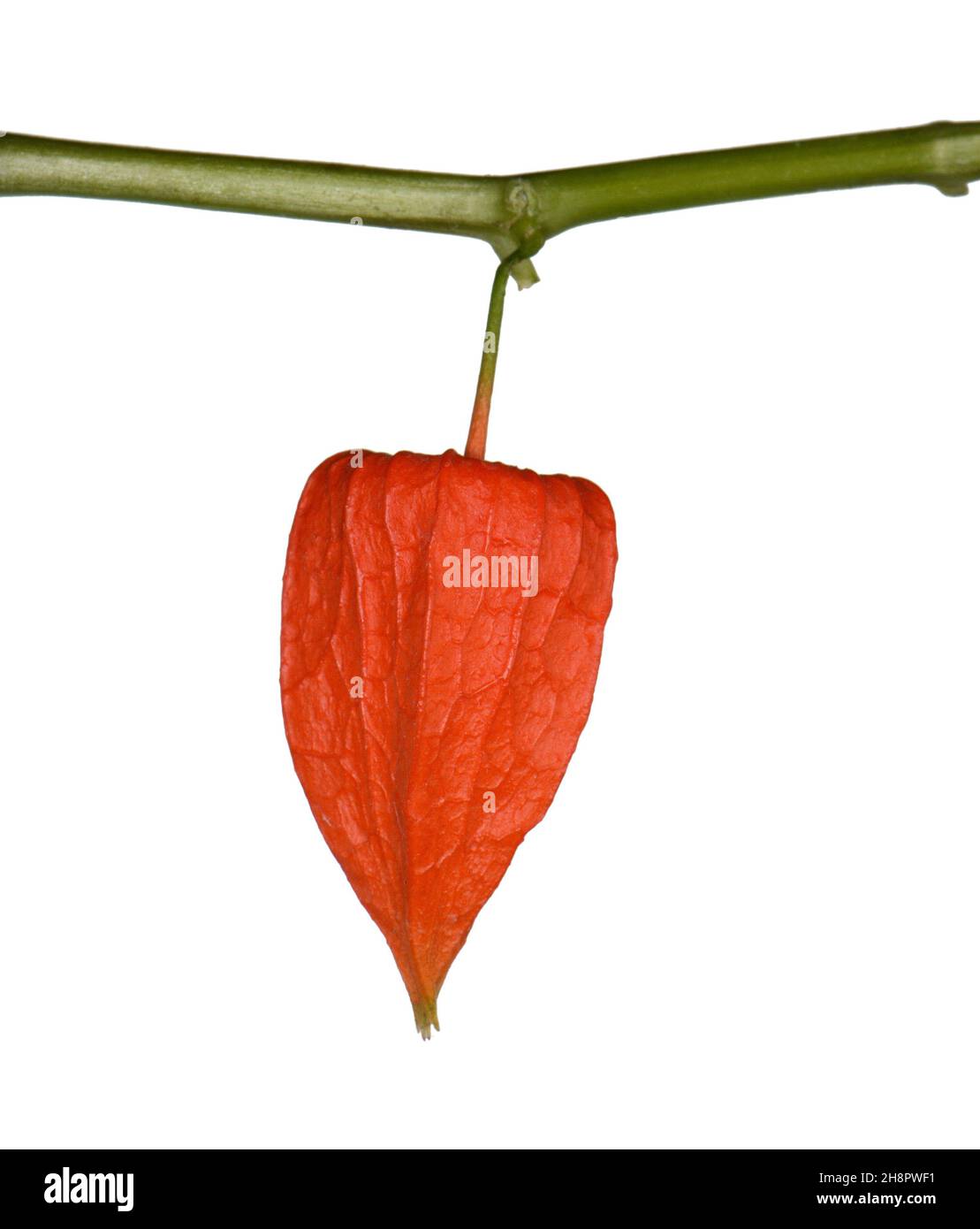 Physalis fruit isolated on white background. Judenkirsche. Plloncino ...