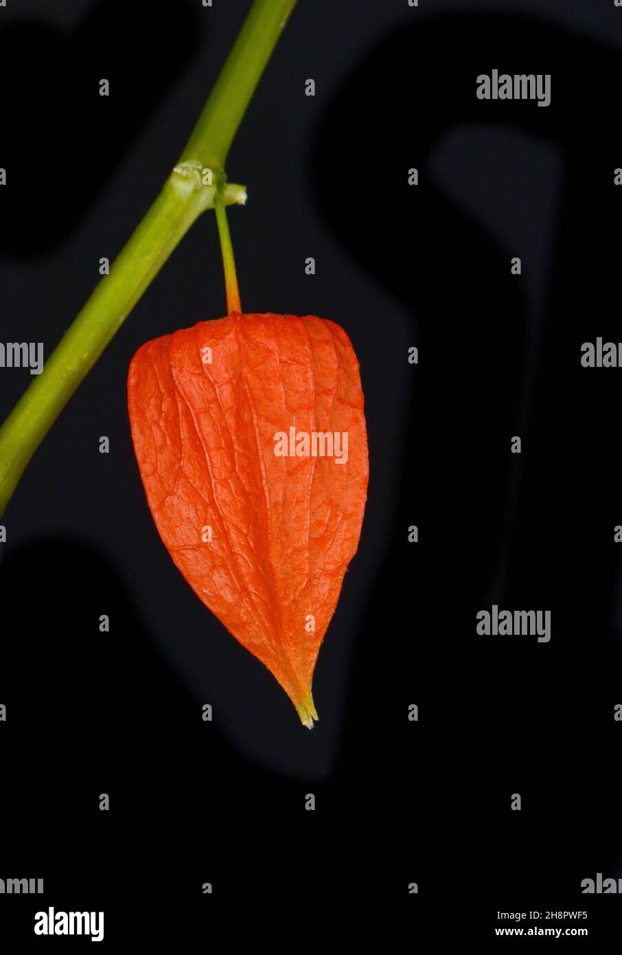 Judenkirsche hi-res stock photography and images - Alamy