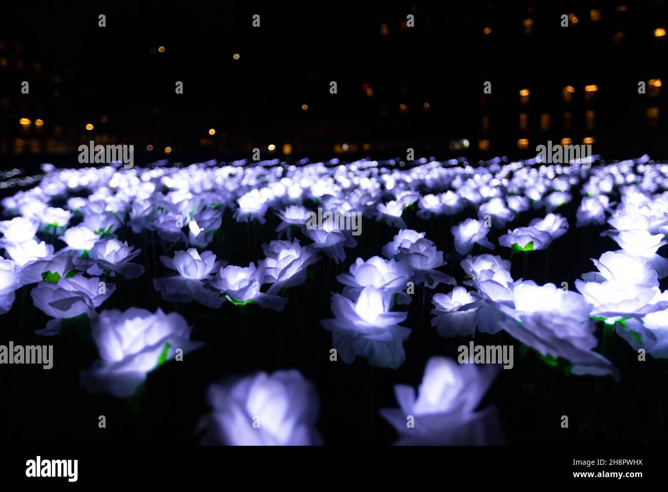 EDITORIAL USE ONLY General views of 25,000 illuminated roses at the ...