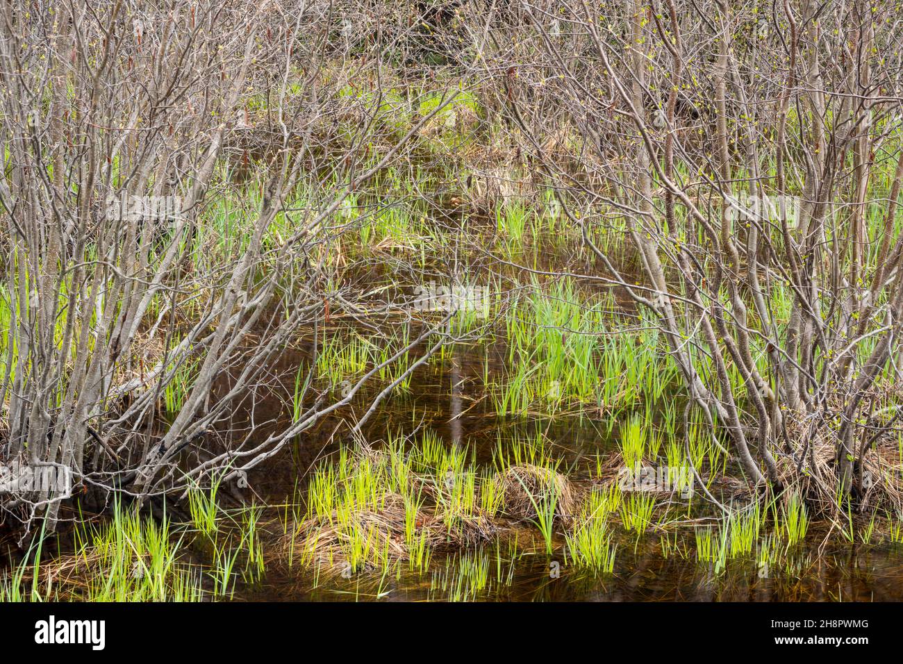 Marsh grasses emerging in wetland, Greater Sudbury, Ontario, Canada ...