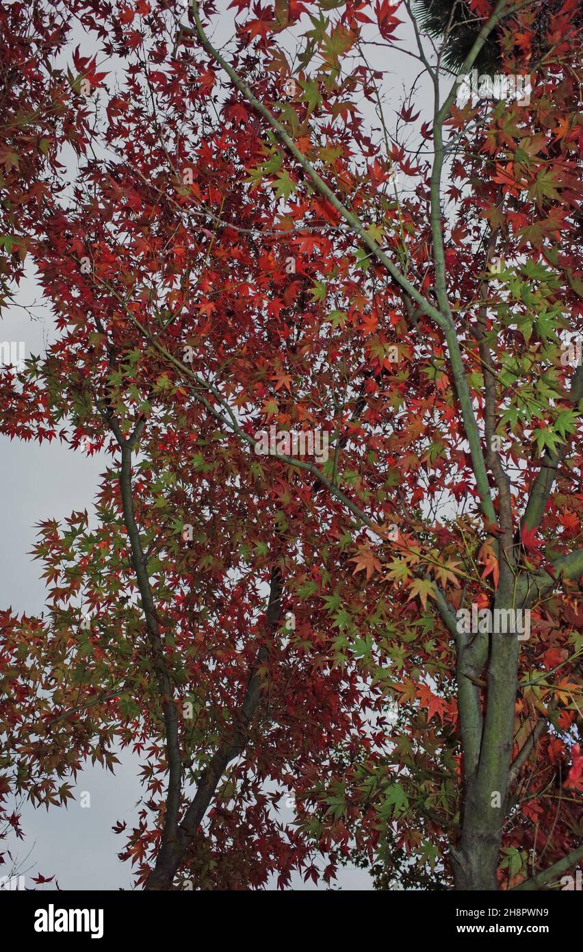 Acer palmatum tree in autumn Stock Photo - Alamy