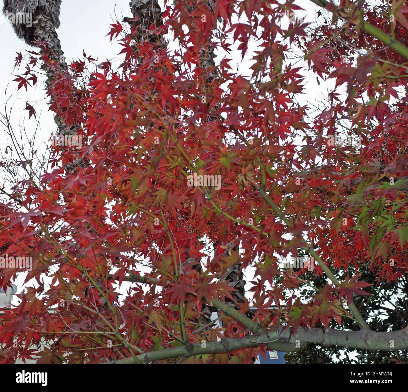 Acer palmatum tree in autumn Stock Photo - Alamy
