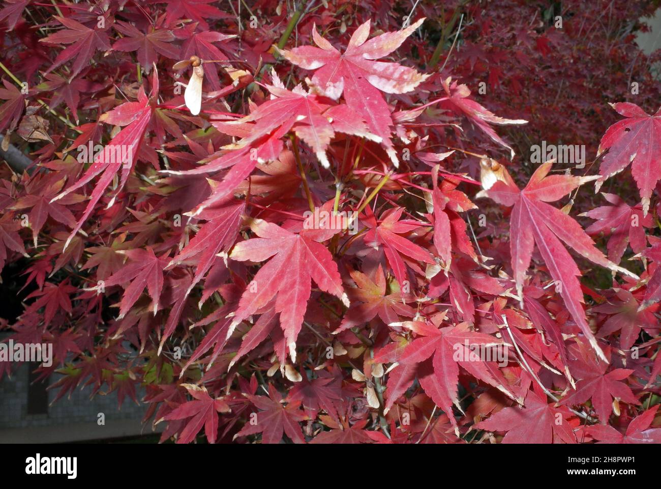 Acer palmatum tree in autumn Stock Photo - Alamy