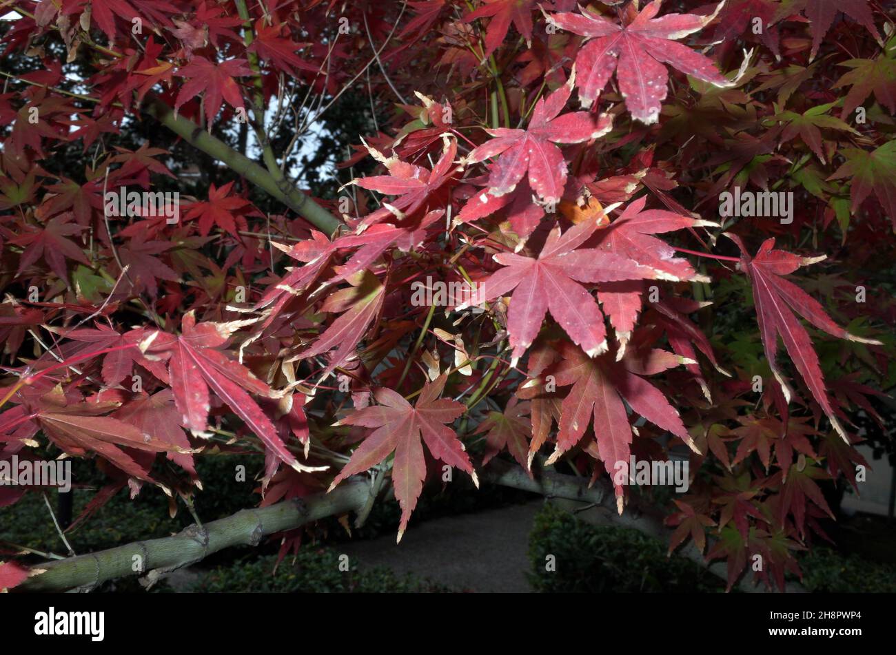 Acer palmatum tree in autumn Stock Photo - Alamy