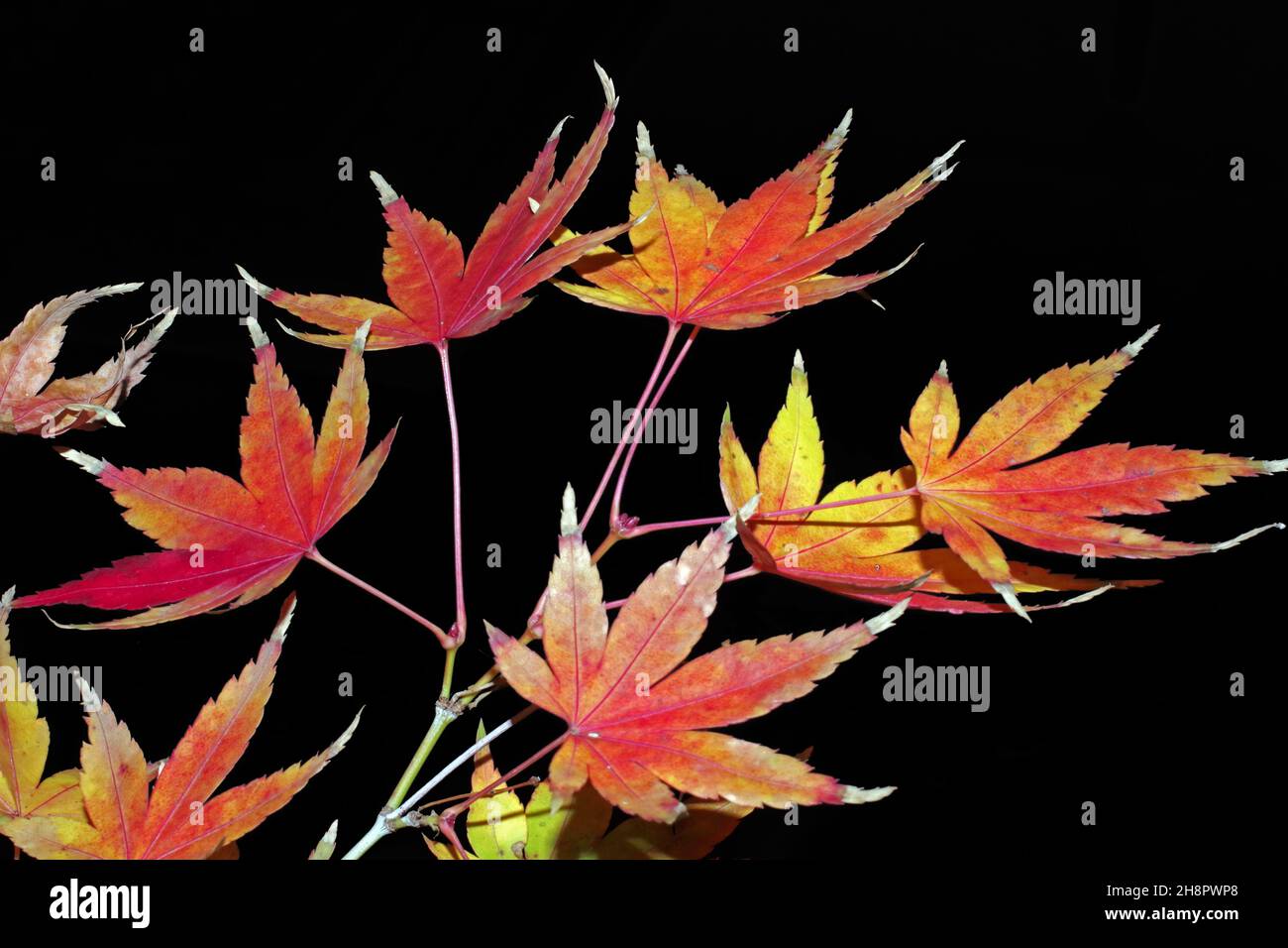 Acer palmatum tree in autumn Stock Photo - Alamy
