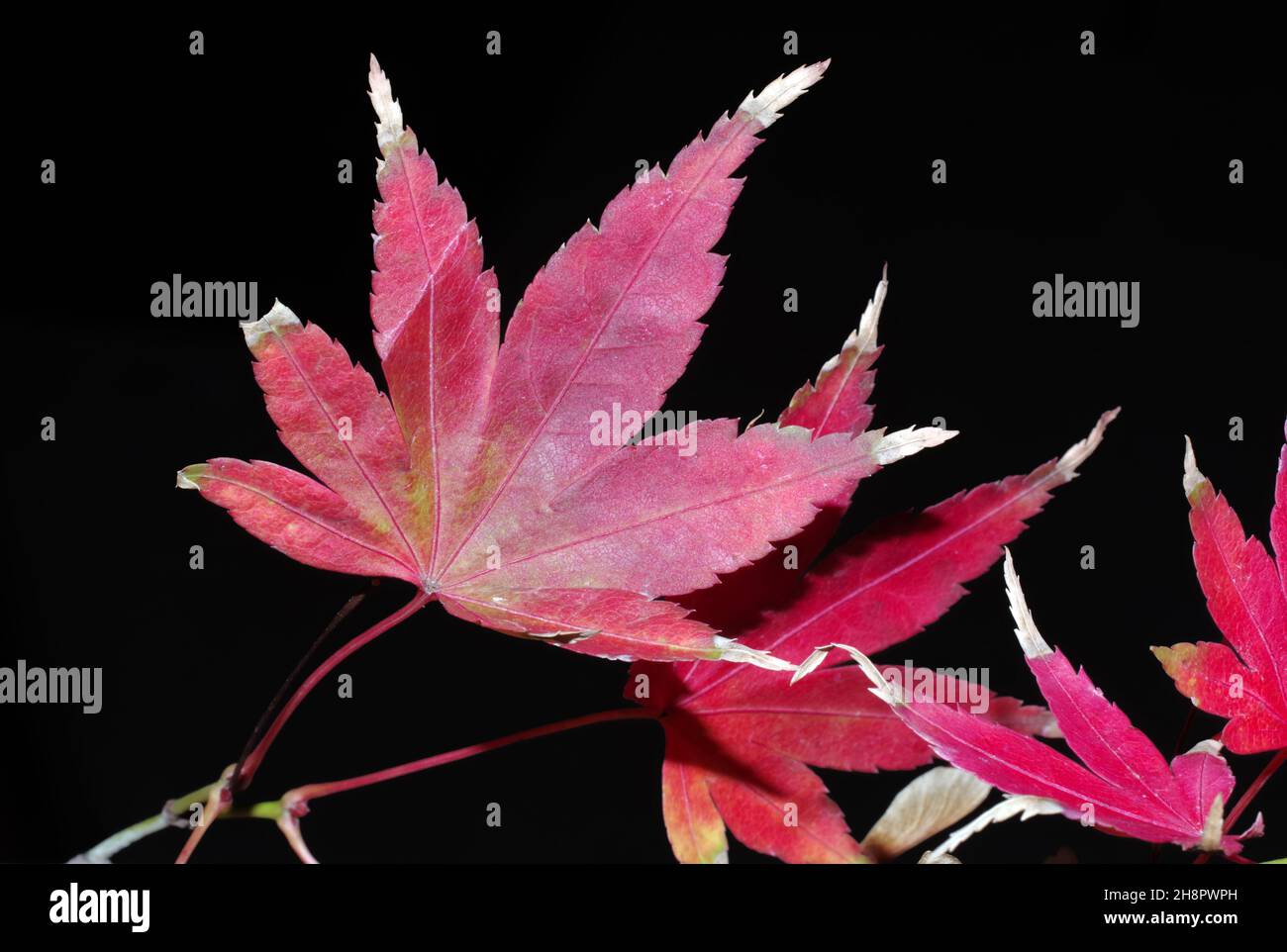 Acer palmatum tree in autumn Stock Photo - Alamy