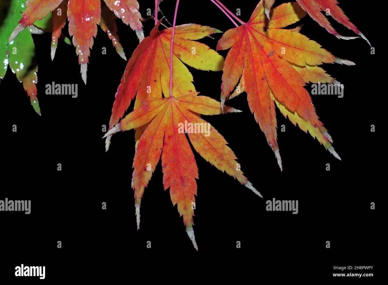 Acer palmatum tree in autumn Stock Photo - Alamy
