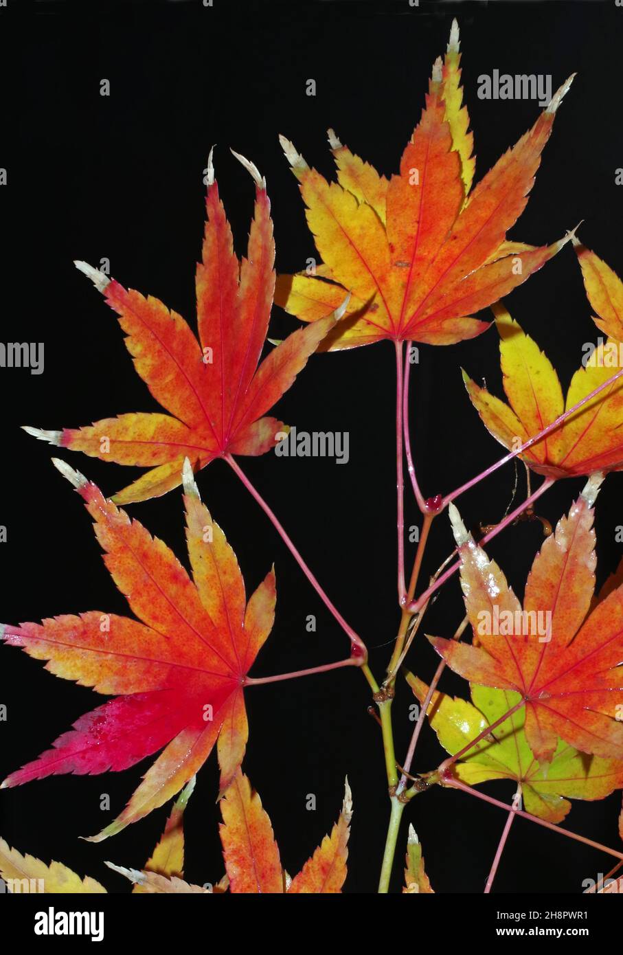 Acer palmatum tree in autumn Stock Photo - Alamy