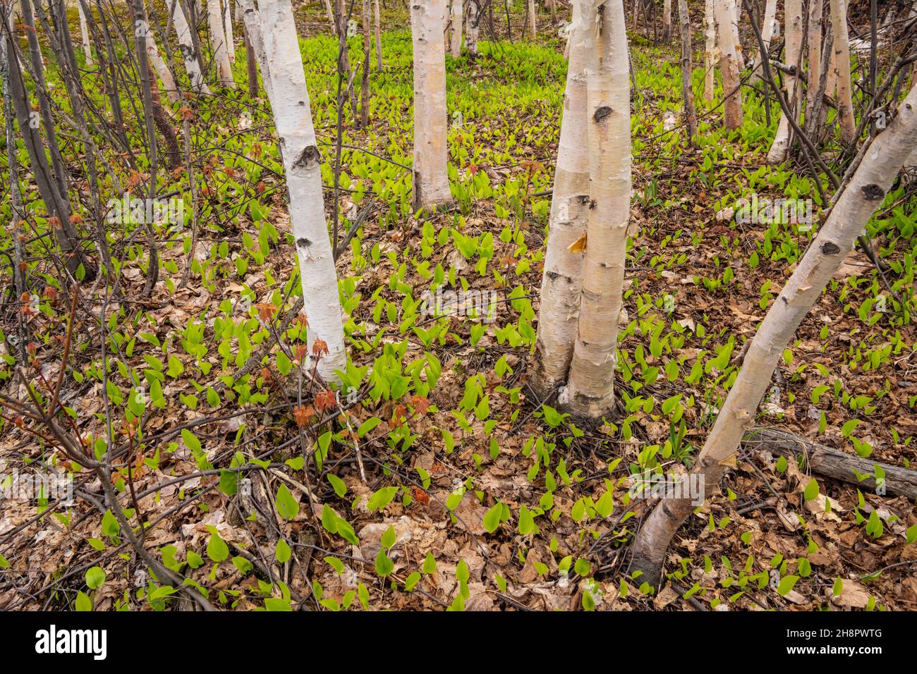 Birch woodlot hi-res stock photography and images - Alamy