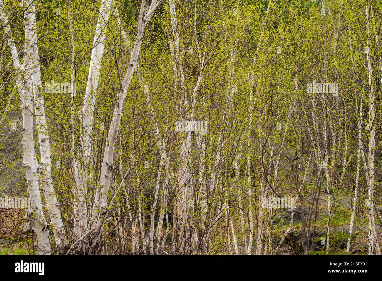 Birch woodlot hi-res stock photography and images - Alamy