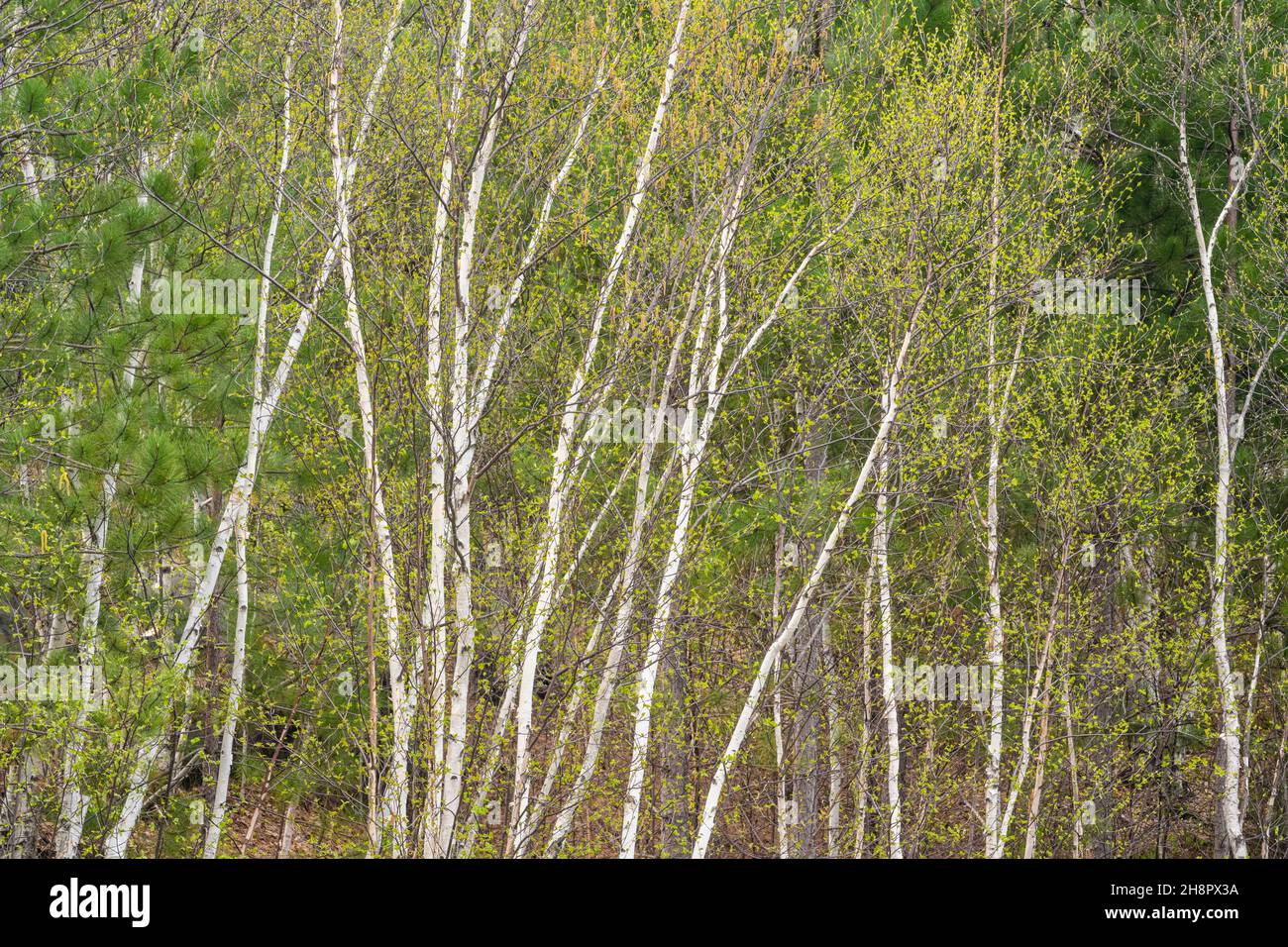 Birch woodlot hi-res stock photography and images - Alamy