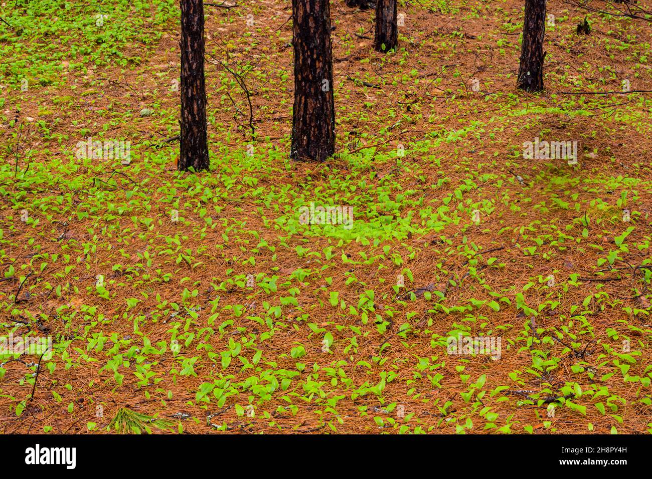 Red pine woodland forest floor with pinestraw and Canada mayflower ...