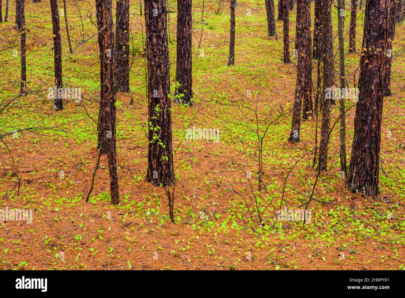 Red pine woodland forest floor with pinestraw and Canada mayflower ...