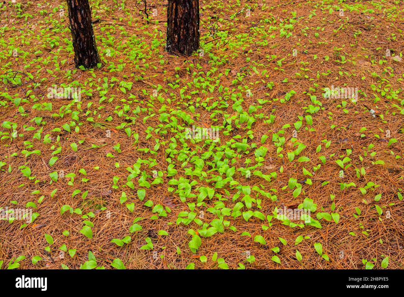 Red pine woodland forest floor with pinestraw and Canada mayflower ...