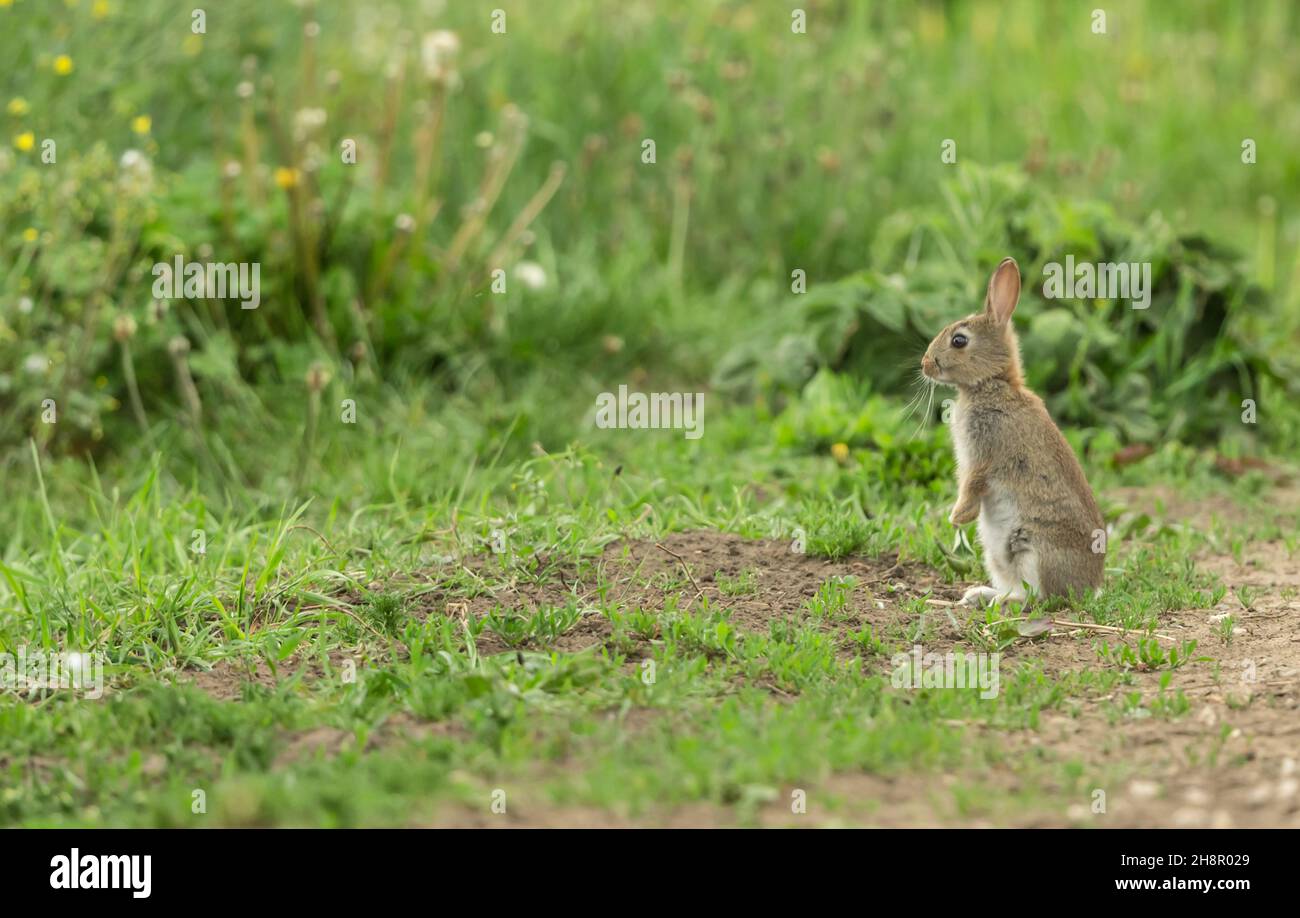 Wild, native young rabbit (Oryctolagus cuniculus) sat at the edge of a ...