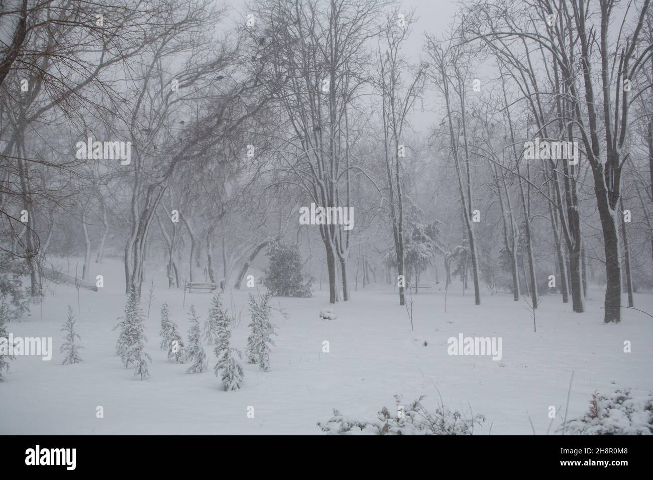 Blizzard. snowstorm in forest. strong snowstorm in park. snow-covered ...