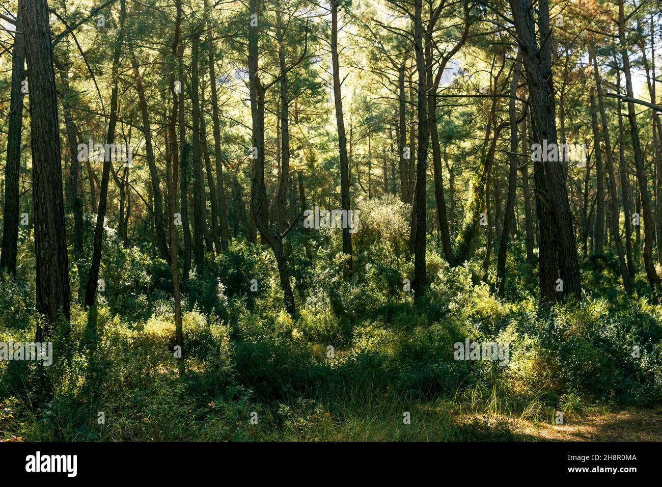 Mediterranean climate biome hi-res stock photography and images - Alamy