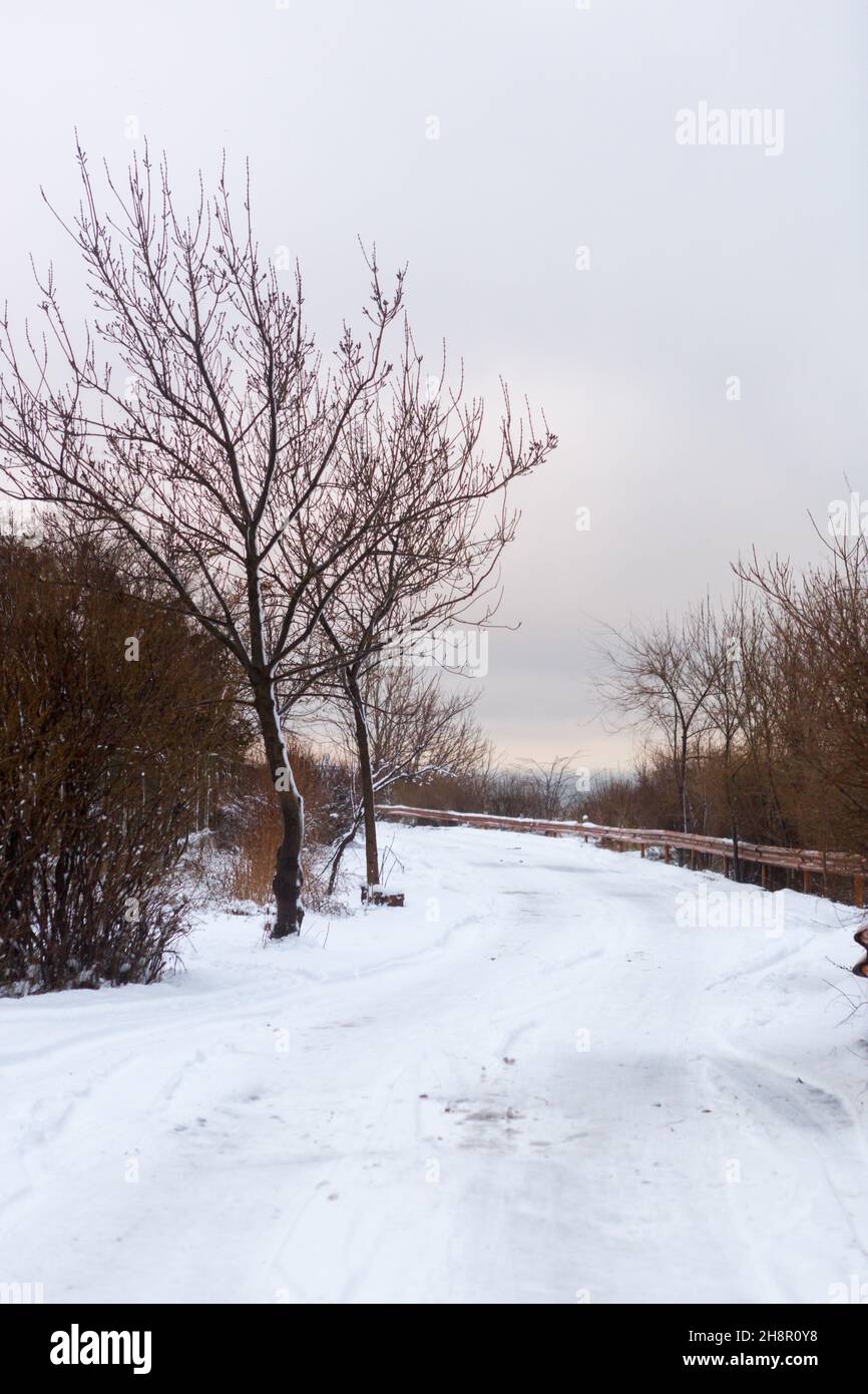 Blizzard. snowstorm in forest. strong snowstorm in park. snow-covered ...