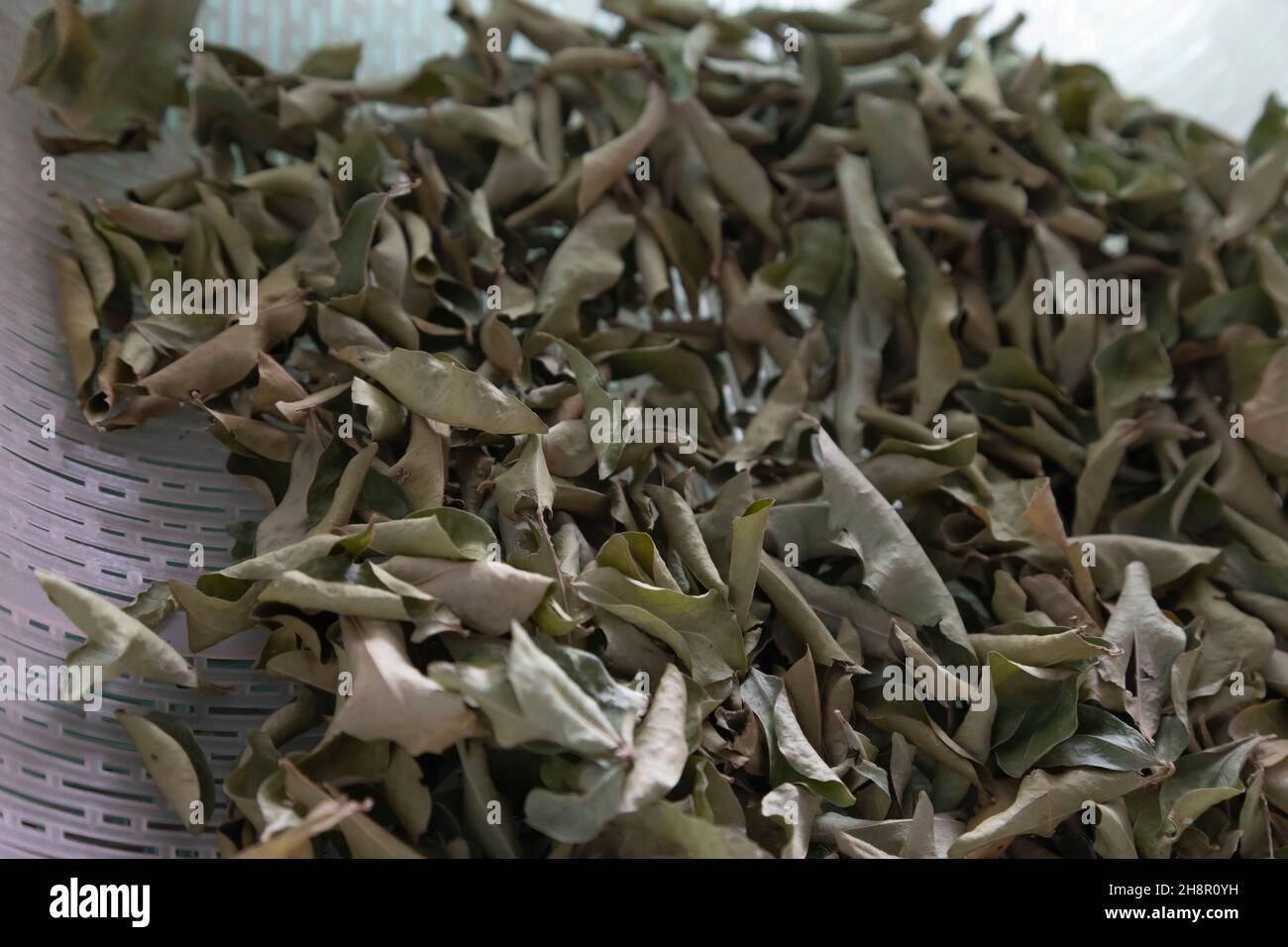 Plucked leaves hi-res stock photography and images - Alamy