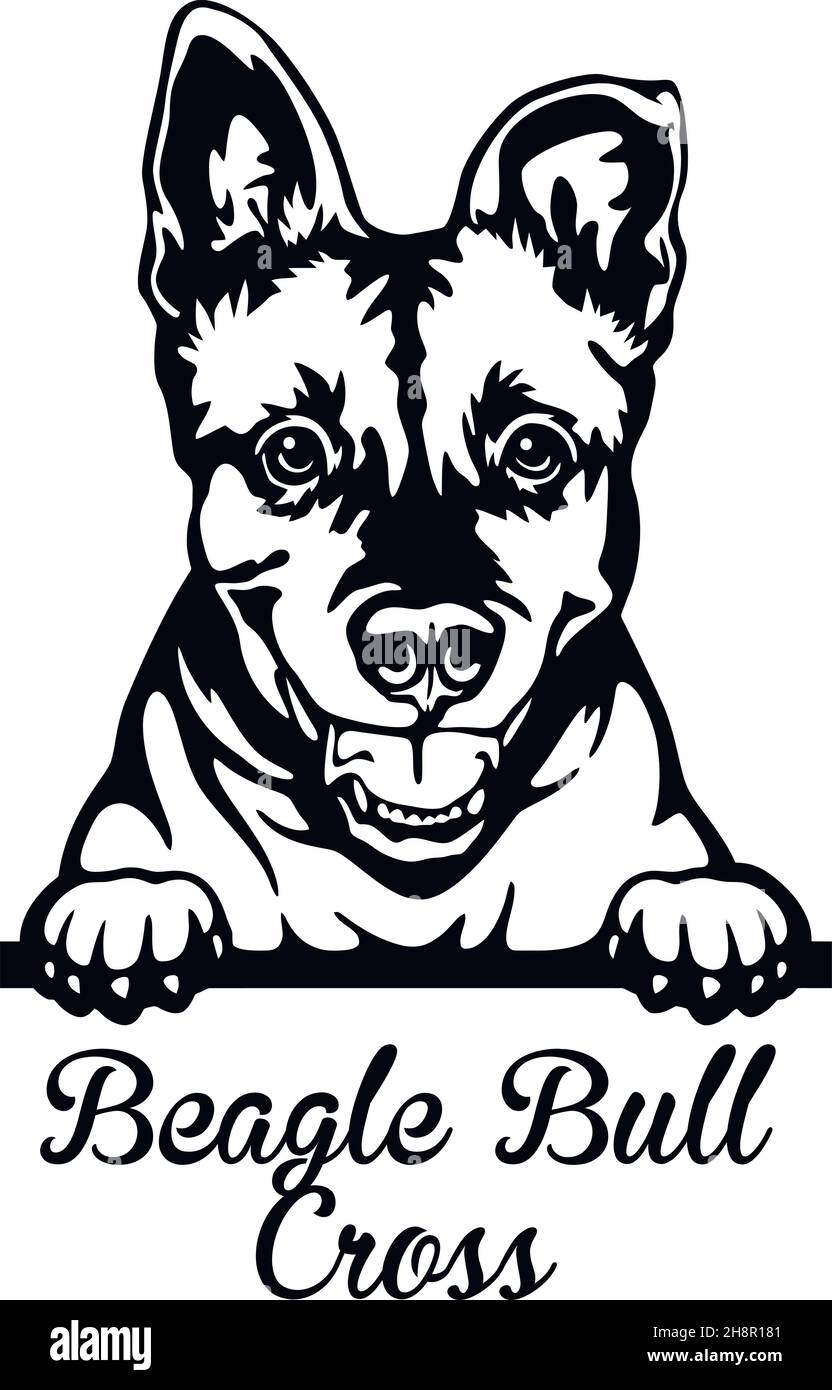 Bull cross hi-res stock photography and images - Alamy