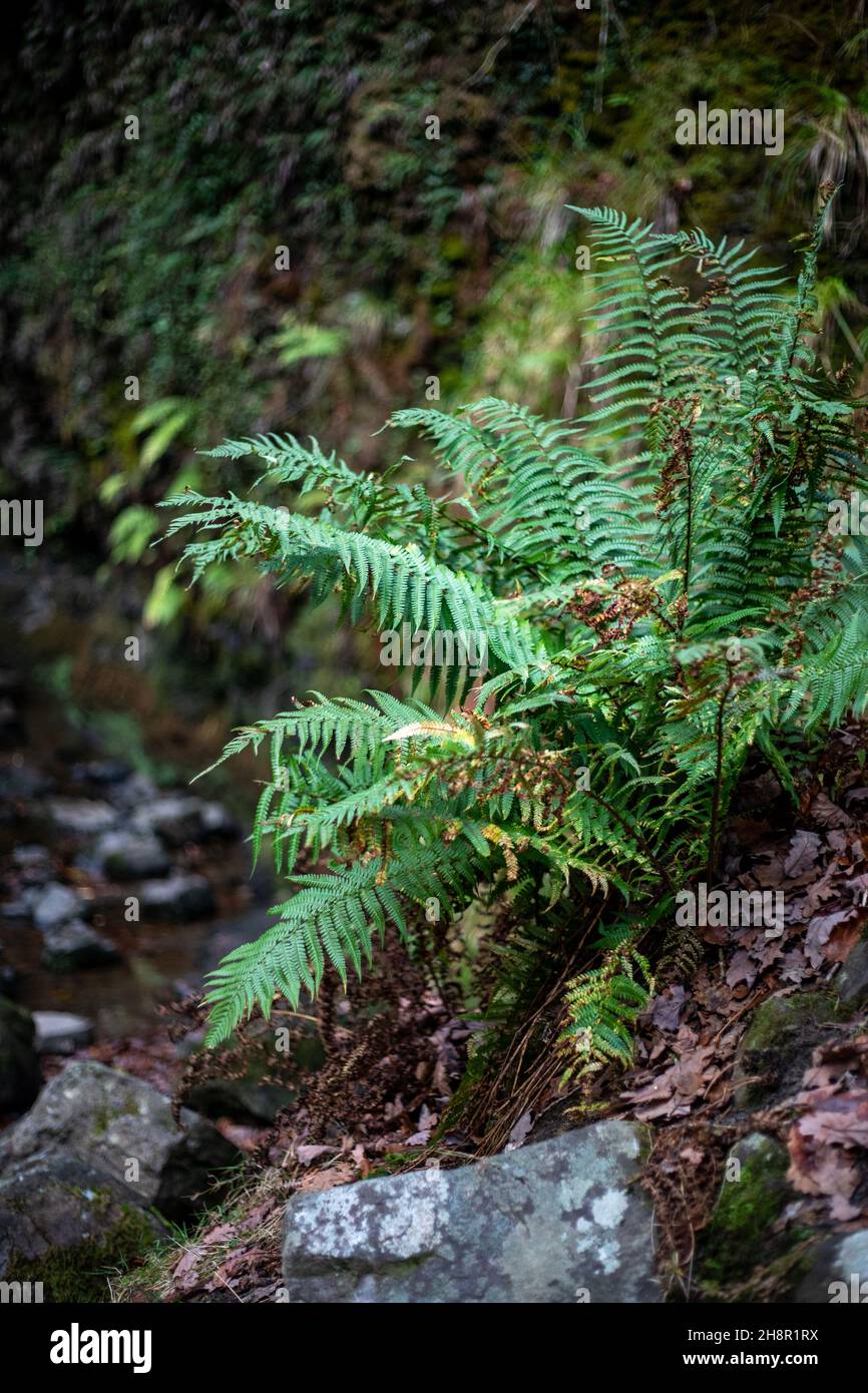 Sgwd Gwladus Waterfall, Brecon Beacon Stock Photo - Alamy