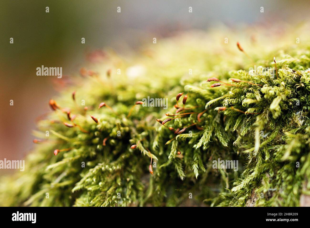 Closeup shot of mossy tree trunk Stock Photo - Alamy
