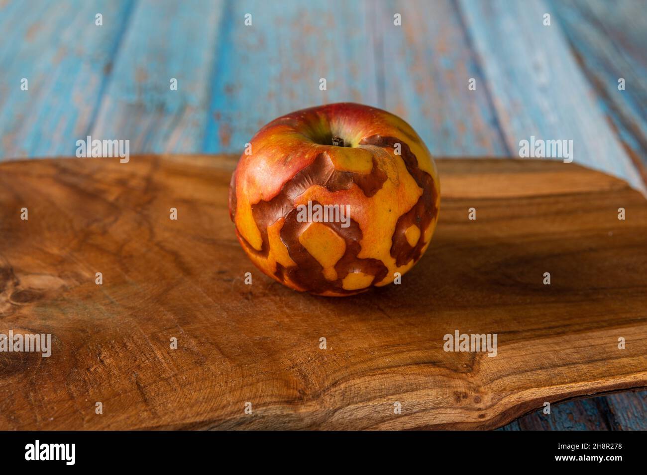 inedible apple with worm infestation on a wooden board with a blue ...