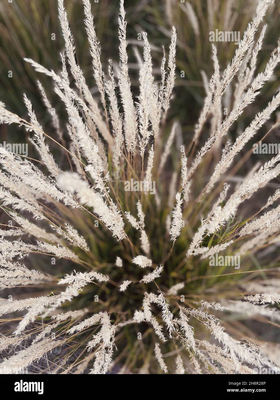 Vertical top view shot of wheat growing in the field Stock Photo - Alamy