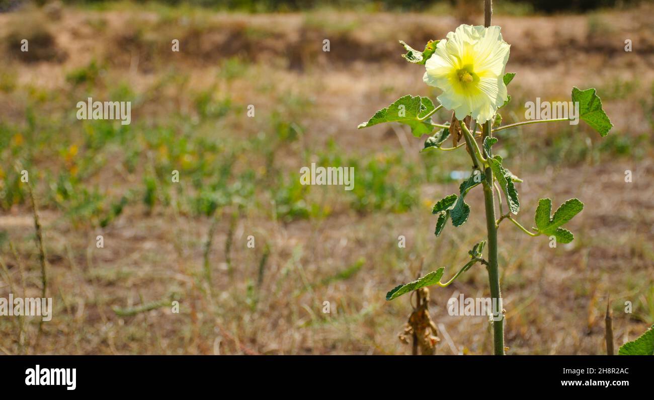 Yellow Mallow Pavonia praemorsa flower blooming in the wasteland Stock ...