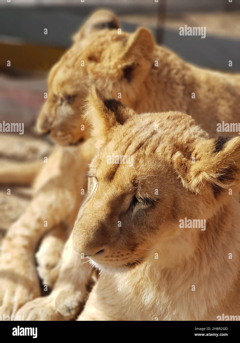 Portrait two lion cubs hi-res stock photography and images - Alamy