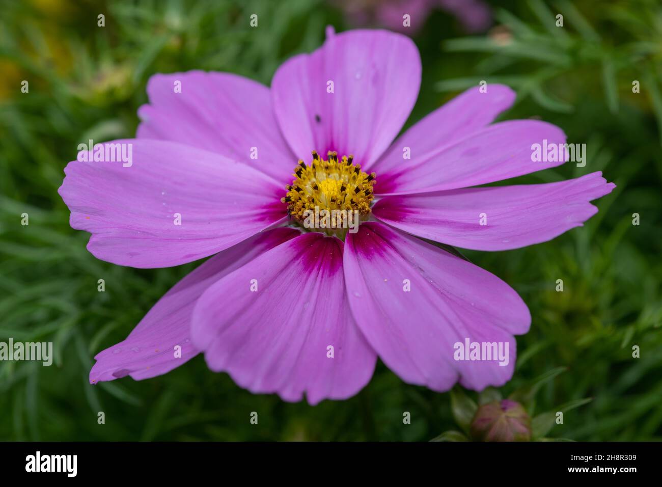 Close up of a garden cosmos (cosmos bipinnatus) flower in bloom Stock ...