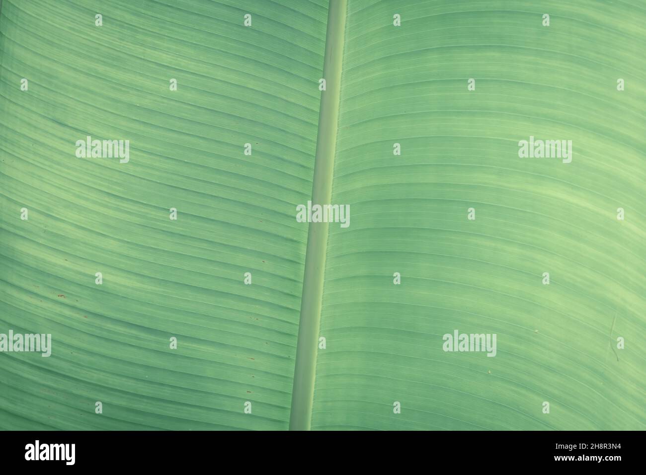 Very light pale green. Abstract real nature beauty background. Macro ...