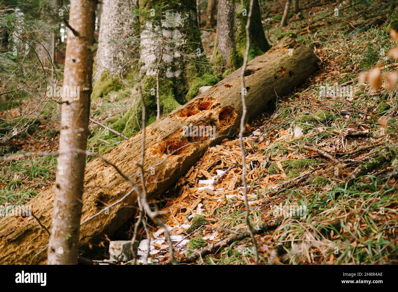 Rotten tree trunk lies on the ground in Biogradska Gora park ...