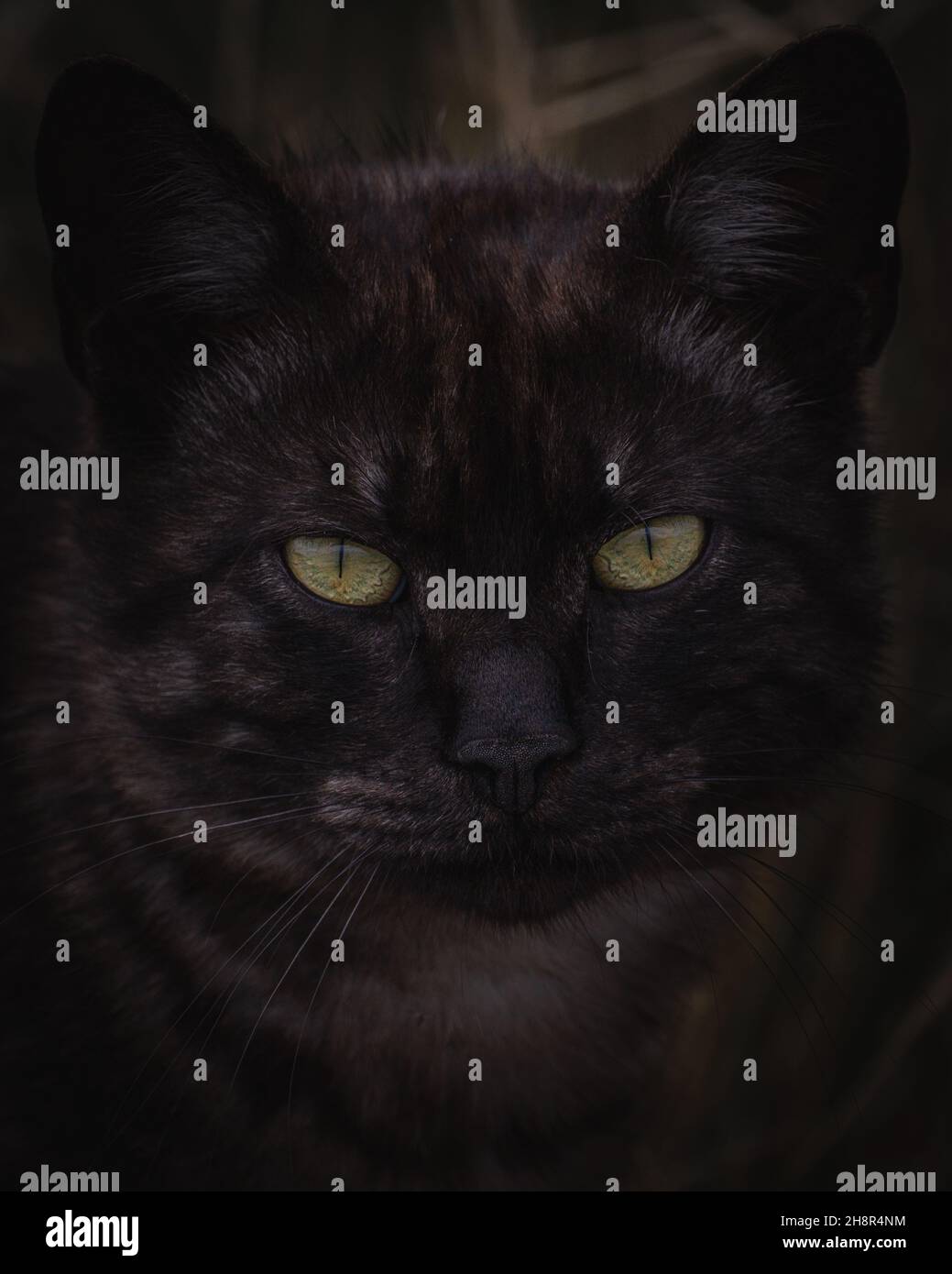 Dark tiger kitty hi-res stock photography and images - Alamy