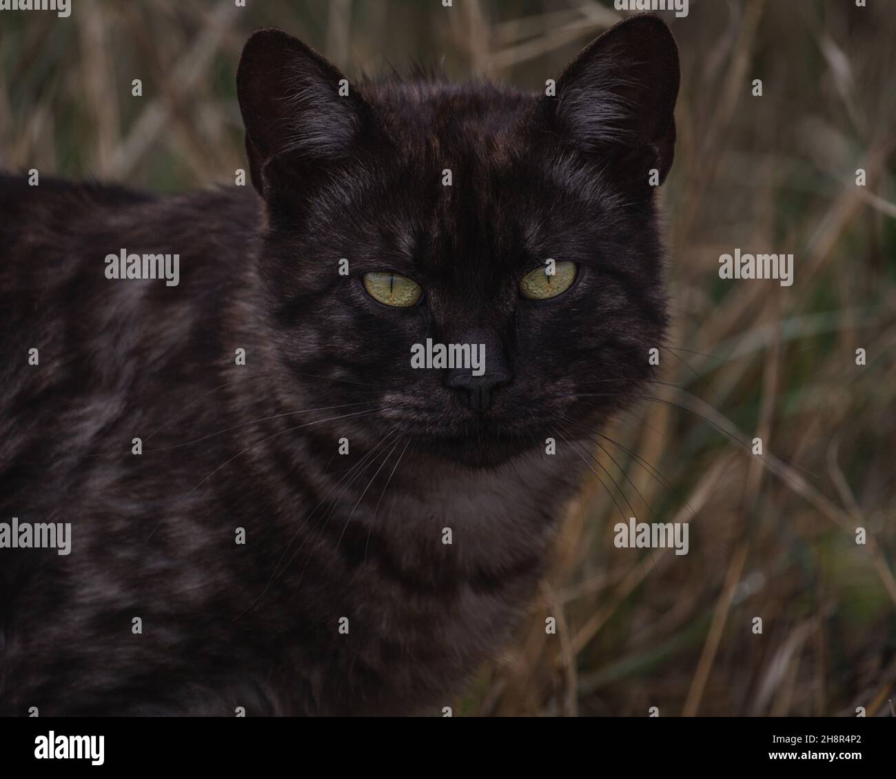 Majestic dark colored cat looking straight at the camera Stock Photo ...