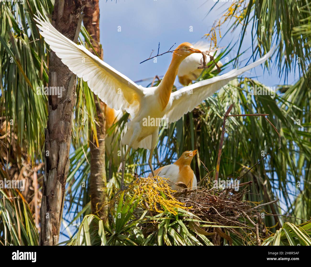 Spectacular Cattle Egrets, Ardea ibis, in gaudy breeding plumage, one ...