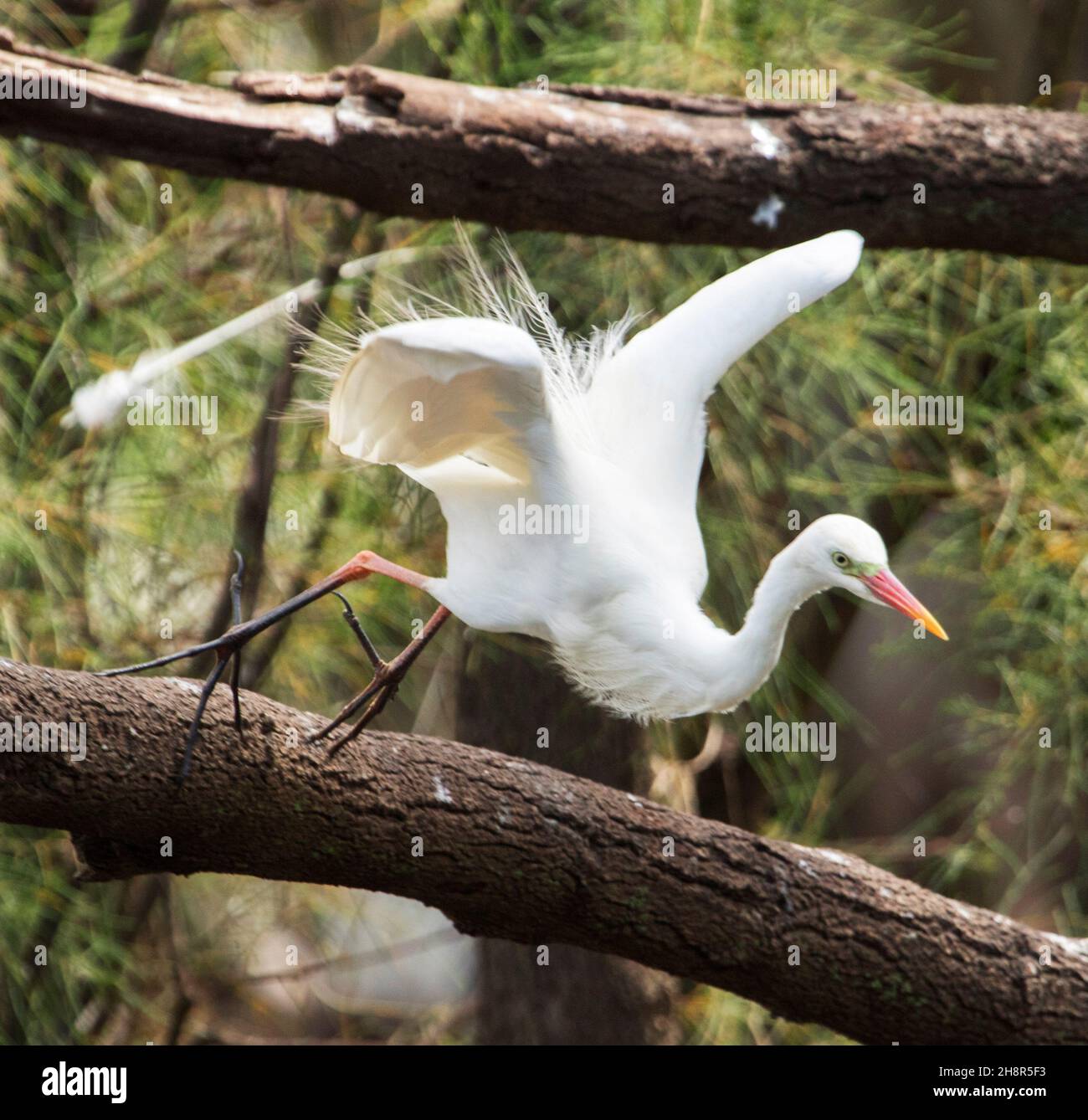 Beautiful Intermediate / Plumed Egret, Ardea intermedia, in flight ...