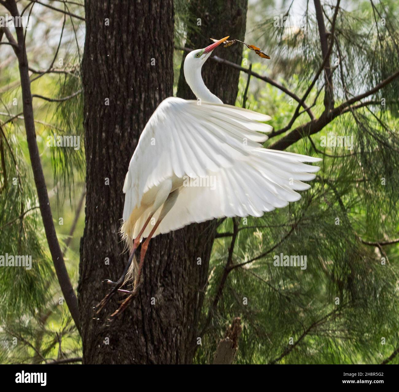 Beautiful Intermediate / Plumed Egret, Ardea intermedia, in flight among trees in city park in ...